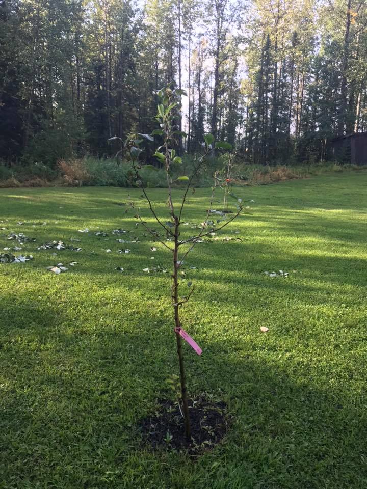 ‘Rescue’ Crab Apple Tree – The Crafty Cultivator