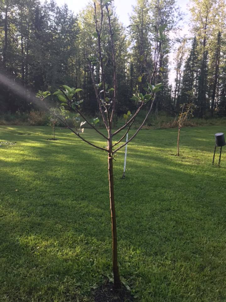 ‘Multi Graft’ Apple – The Crafty Cultivator