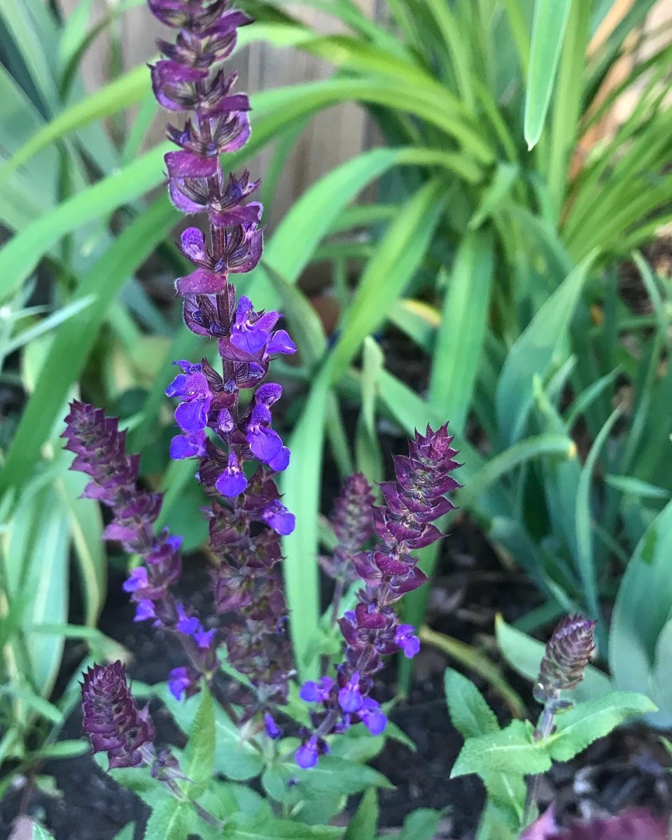 Veronica & Salvia – The Crafty Cultivator