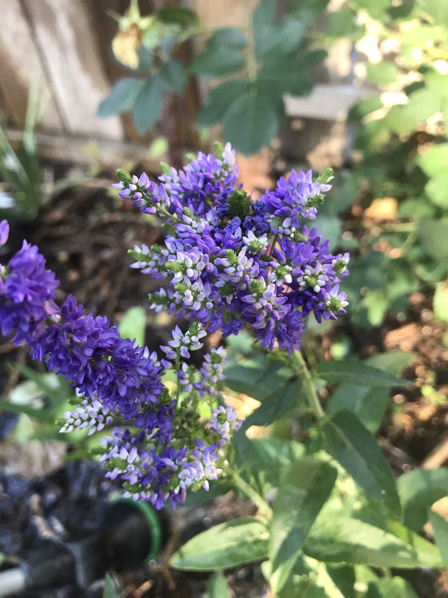 Veronica & Salvia – The Crafty Cultivator