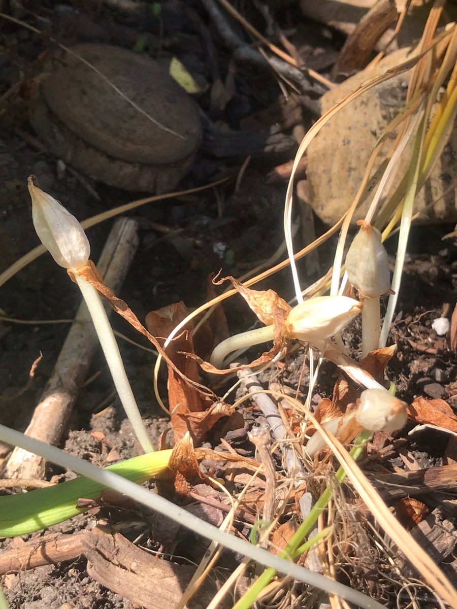Crocus Seed (Crocus vernus) – The Crafty Cultivator